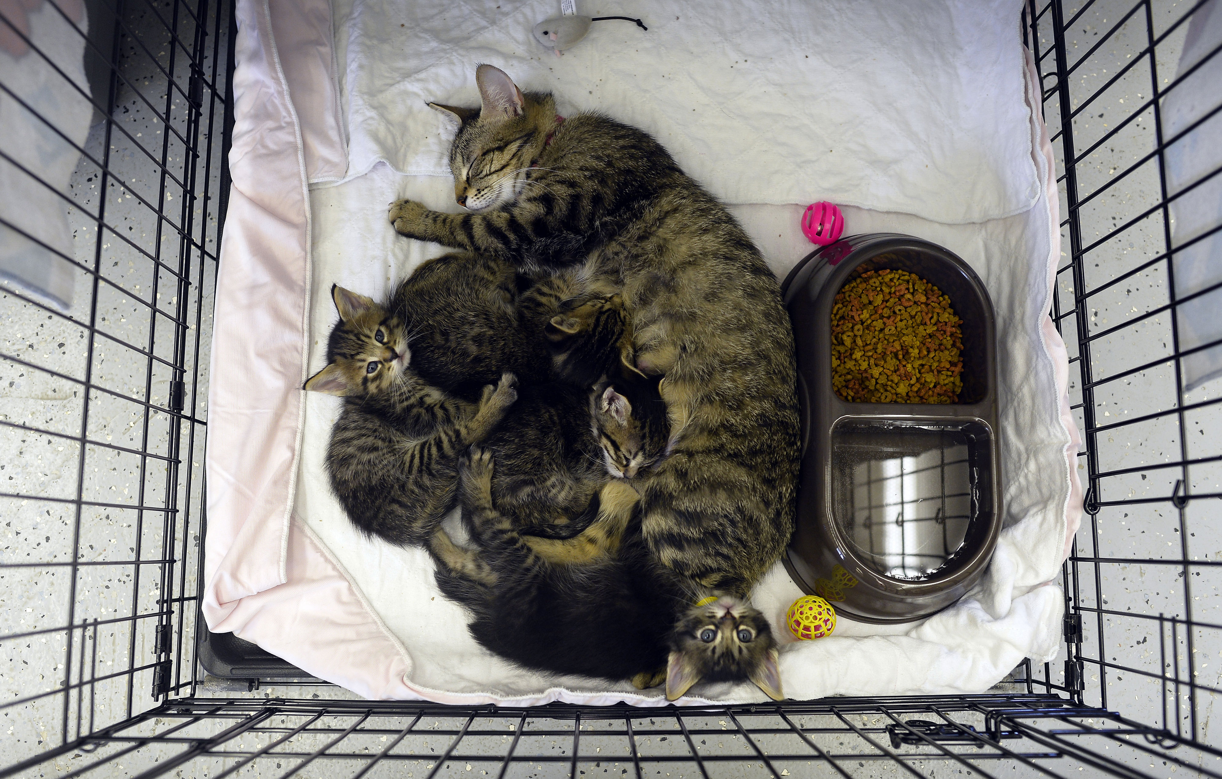 The unexpected joys of working while pregnant | The Spectator Australia