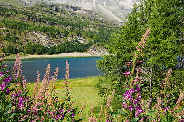 You don’t have to be super-rich to enjoy St Moritz in summer | The ...