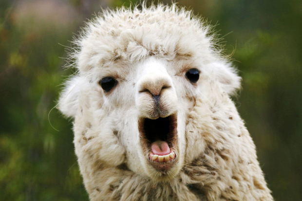 How a grumpy llama became the third person in our relationship | The ...