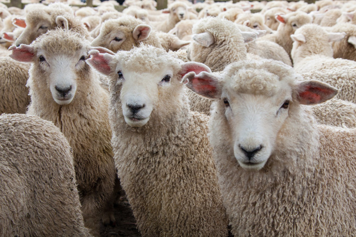 Flock horror | The Spectator Australia