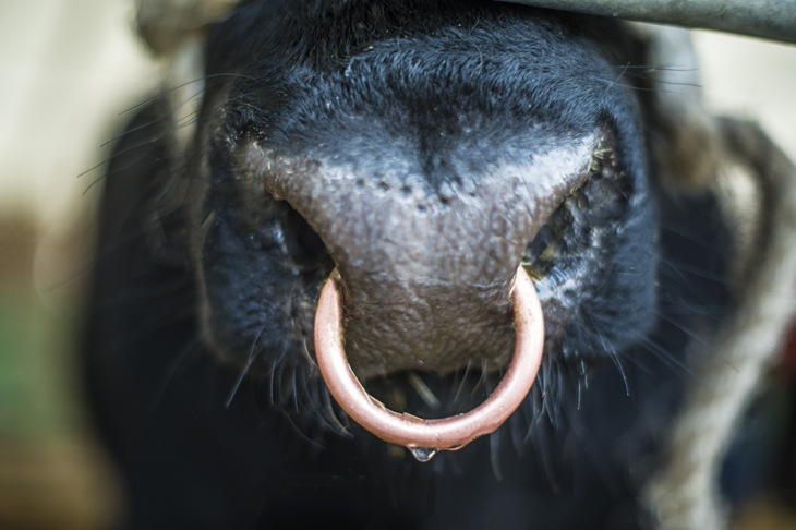 What our 500kg house bull taught us about the value of life | The ...