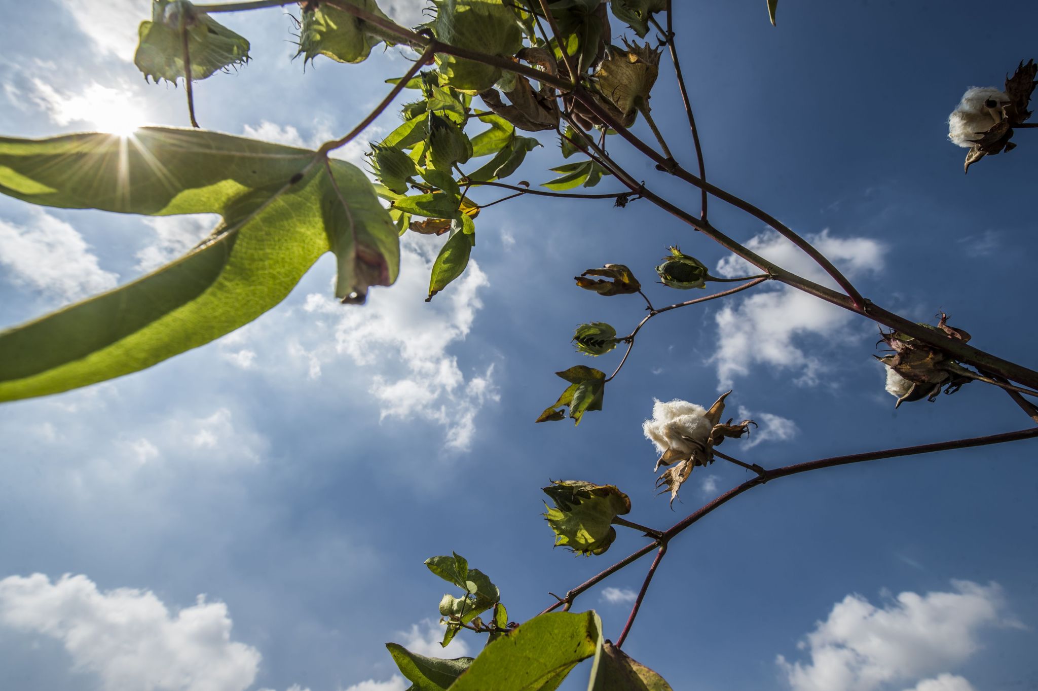 Cubbie Station is a scapegoat | The Spectator Australia