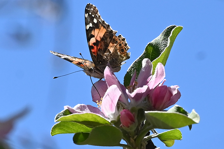 Whatever happened to the flapping butterfly?