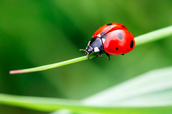 Why is a ladybird called a ‘bishy barnabee’? | The Spectator Australia