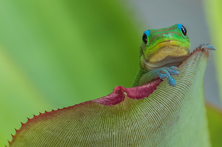 Smoking opium with Mr Nazim – and a gecko | The Spectator Australia