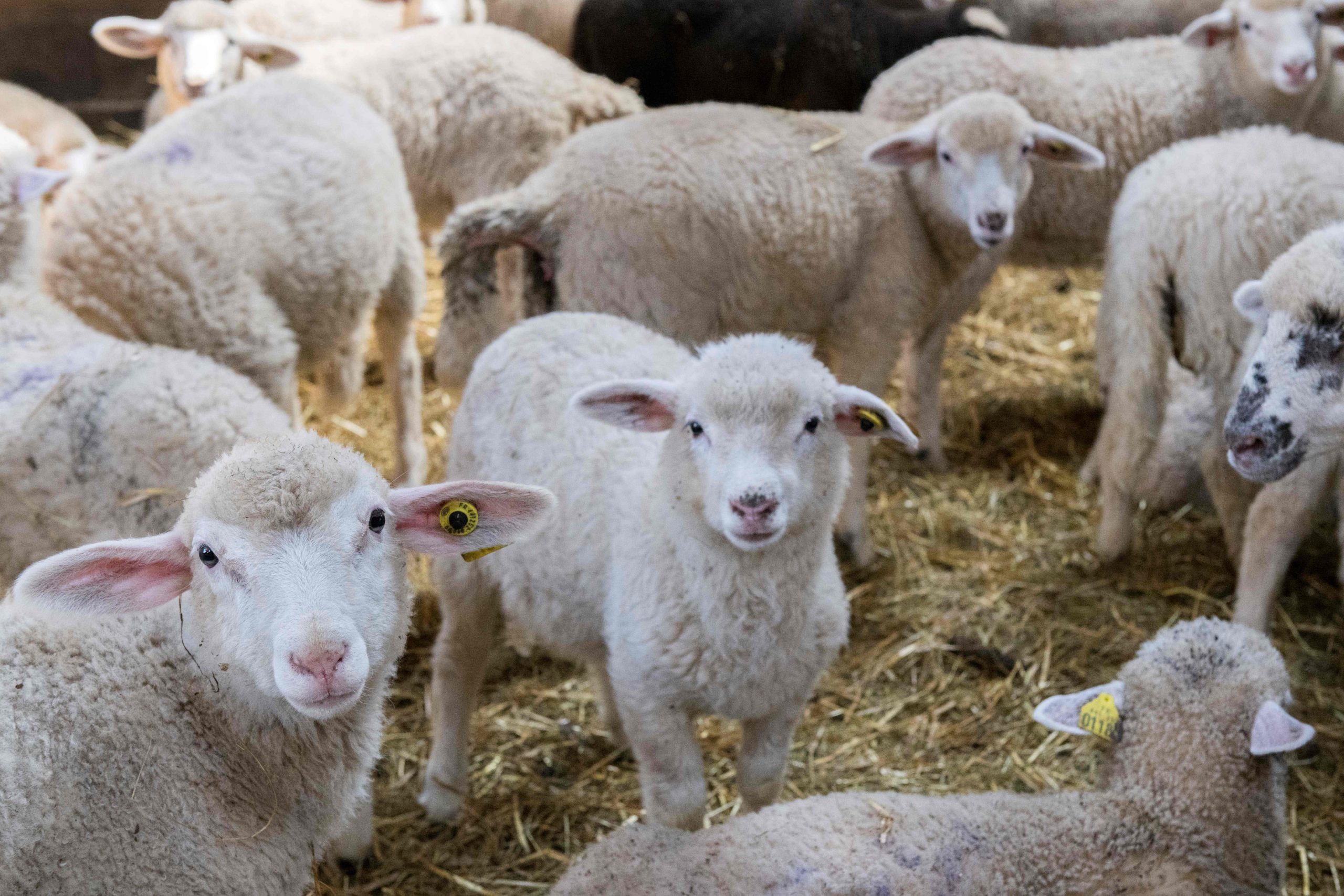 Our Easter lamb reveals the miracle of free trade