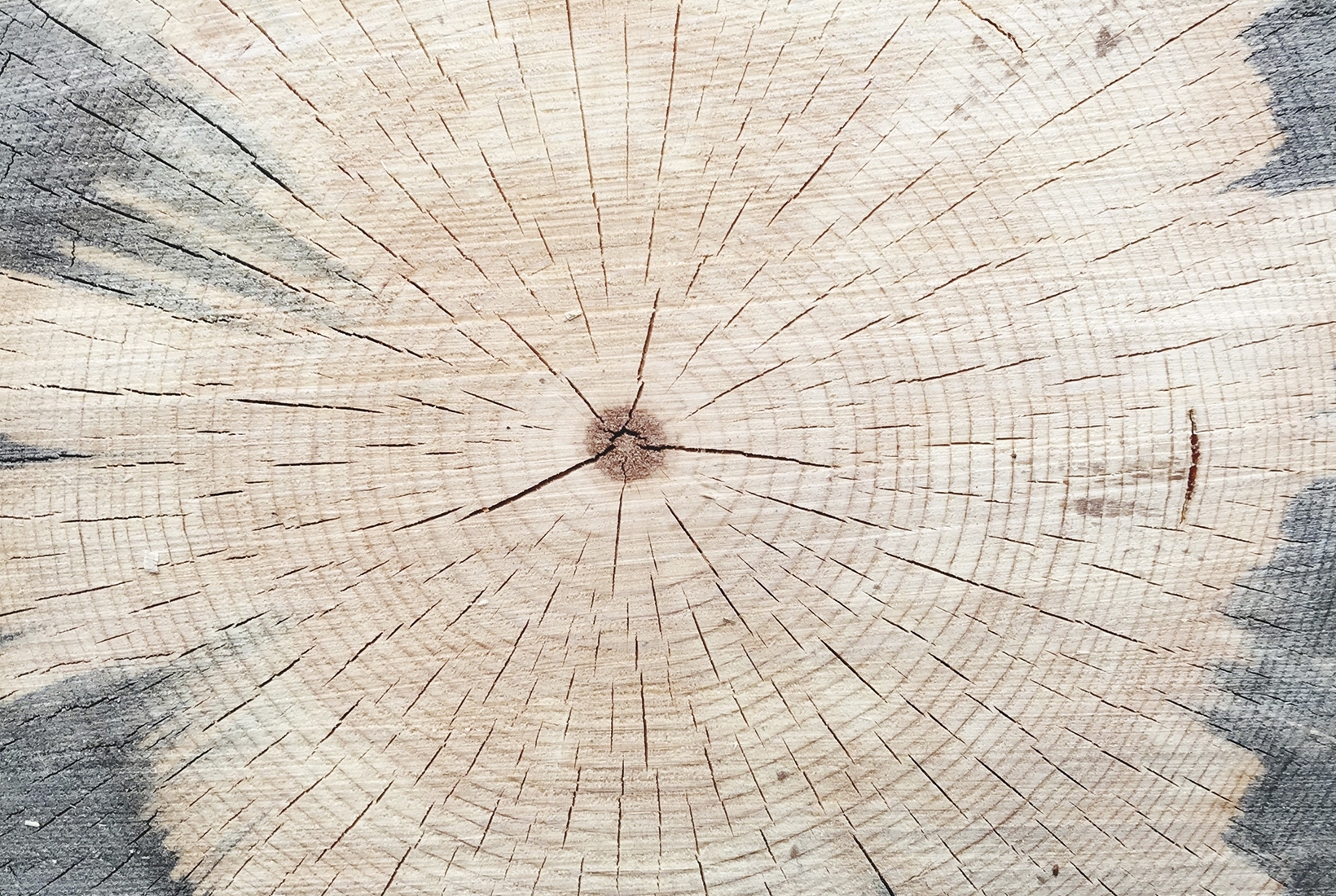 Tree-ring analysis has solved many historical mysteries | The Spectator ...