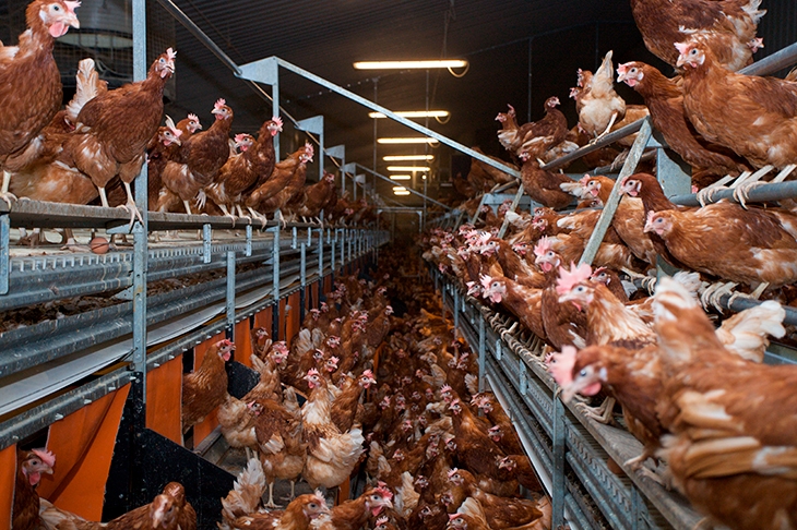 Kfc Genetically Engineered Chicken