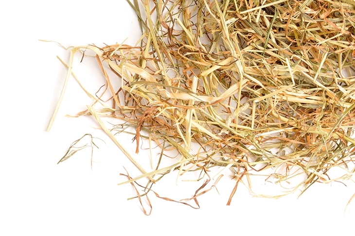 Does ‘swathe’ rhyme with ‘bathe’ or ‘moth’? | The Spectator Australia