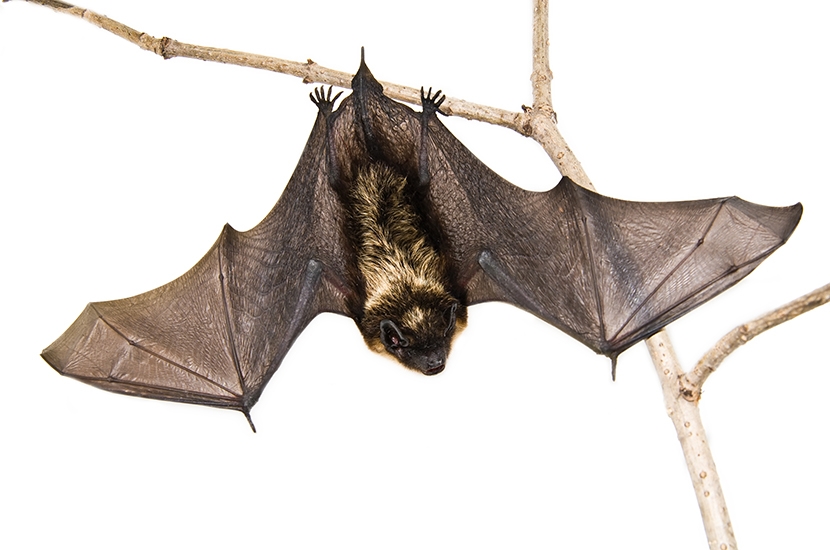 Bat | The Spectator Australia