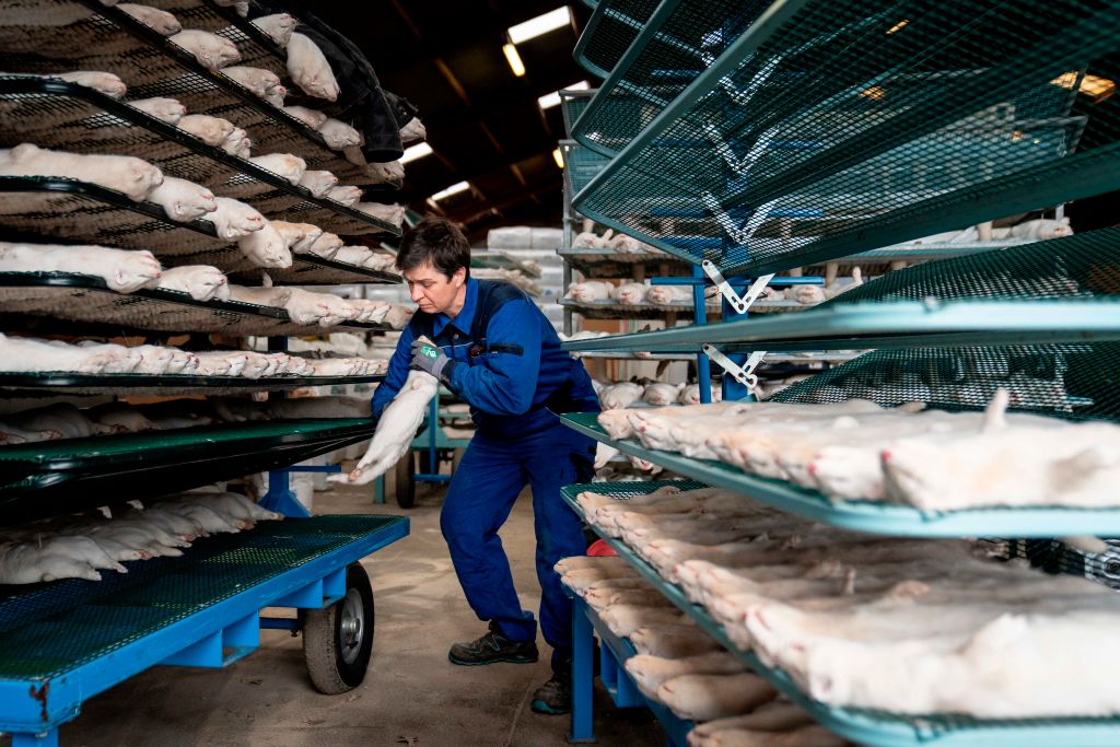 Britain closes borders to visitors from Denmark after mink farm ...