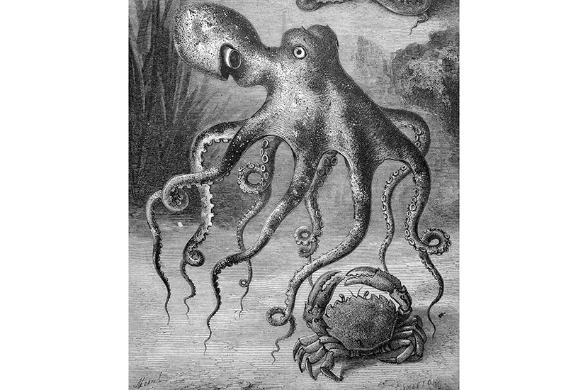 Brain food | The Spectator Australia