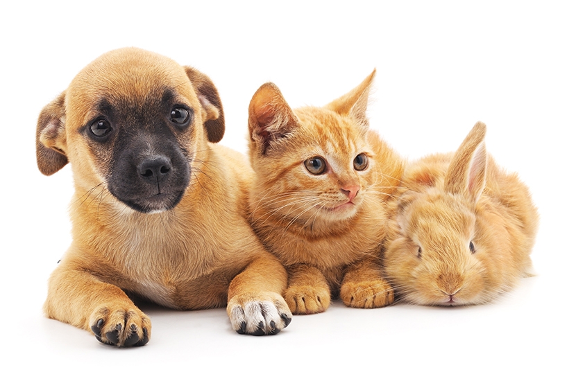 Fur and feeling | The Spectator Australia