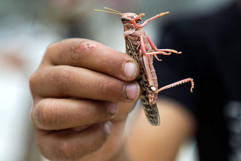 Locusts this lunchtime? The CSIRO recommends them
