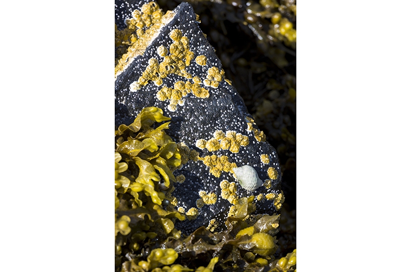 The life cycle of the limpet teaches universal truths | The Spectator ...