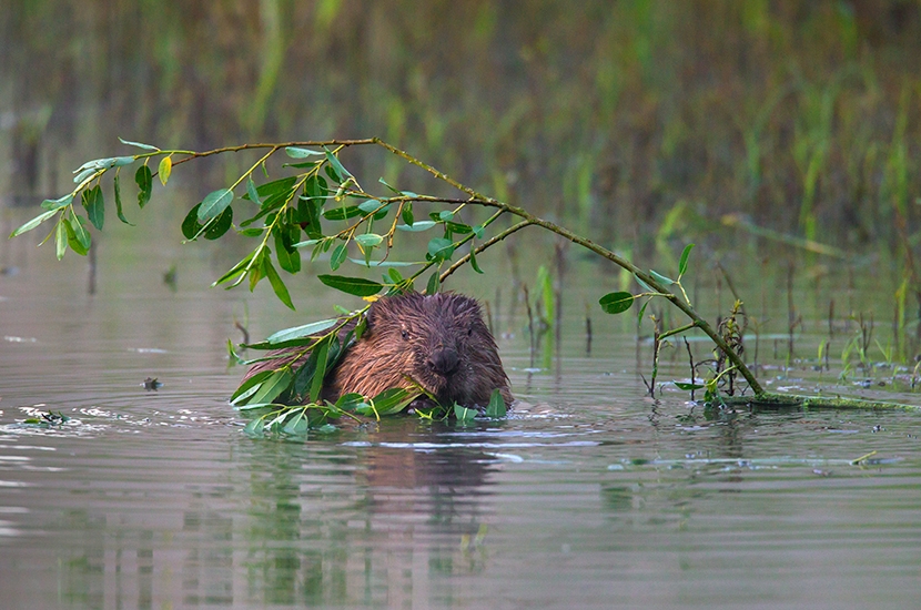 Beavers, not concrete barriers, can save Britain from floods | The ...