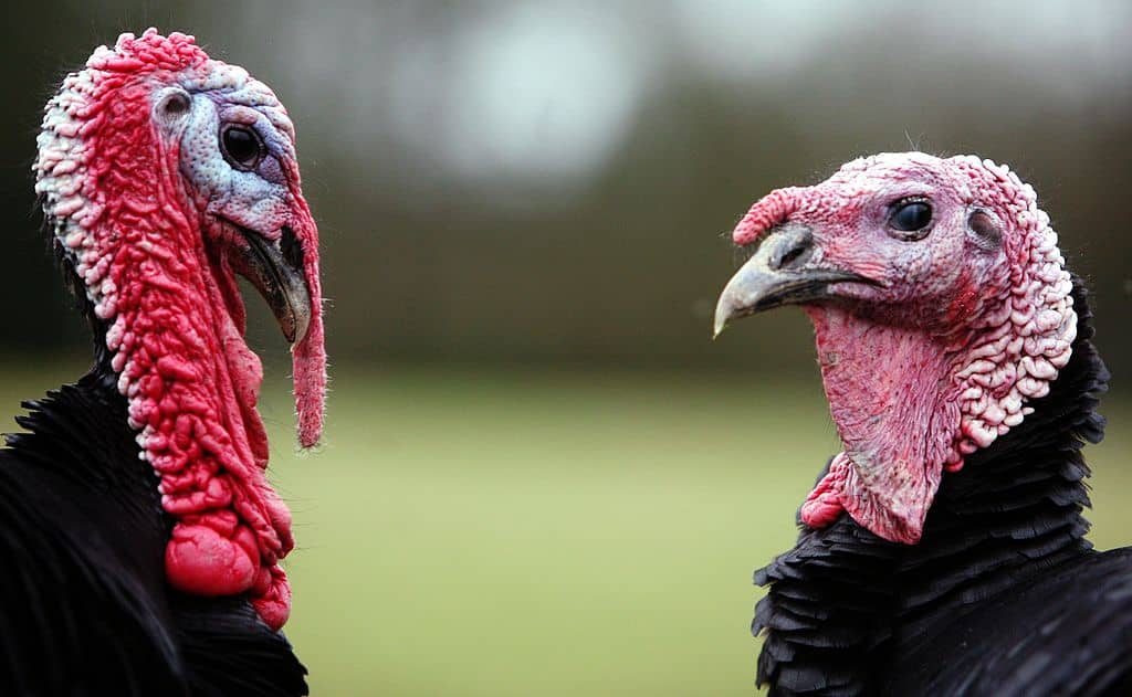 Cold turkey: is a Christmas tradition coming to an end? | The Spectator ...