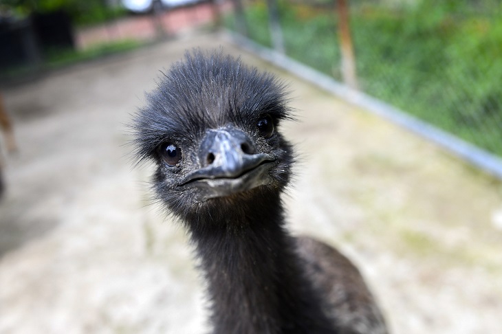 Shining a light on Dark Emu | The Spectator Australia