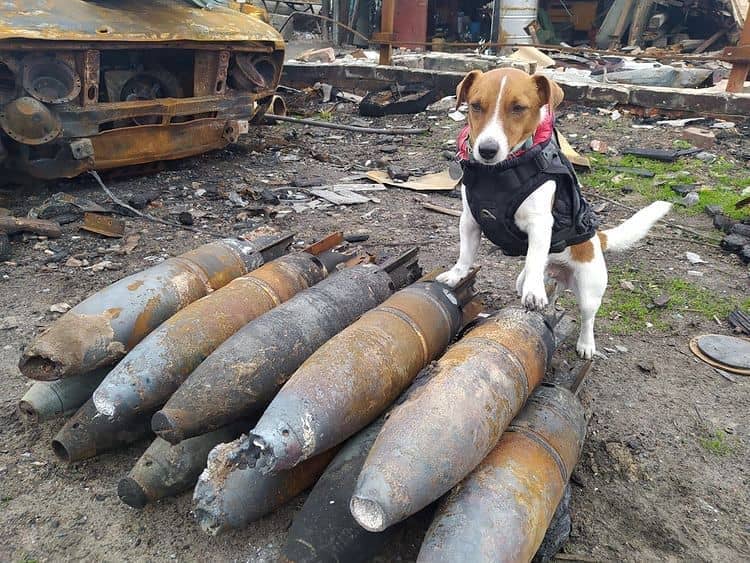 A short history of dogs in war | The Spectator Australia