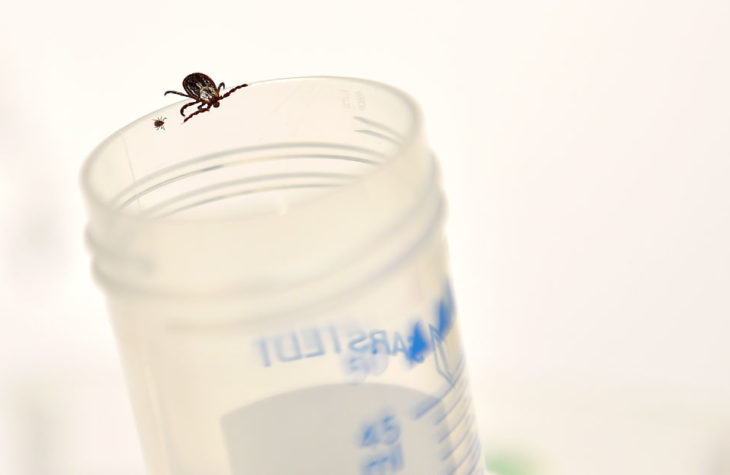 The mystery of chronic Lyme disease | The Spectator Australia