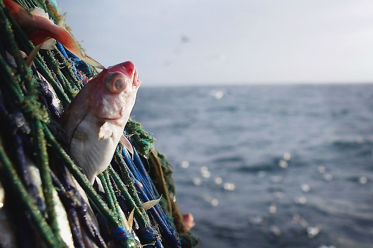 US moves to end overfishing | The Spectator Australia
