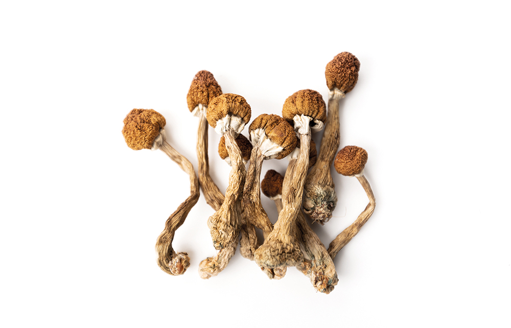 There’s nothing magic about magic mushrooms | The Spectator Australia