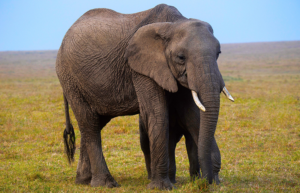 Wild life | The Spectator Australia