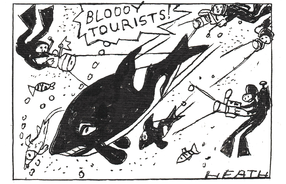 Orcas | The Spectator Australia