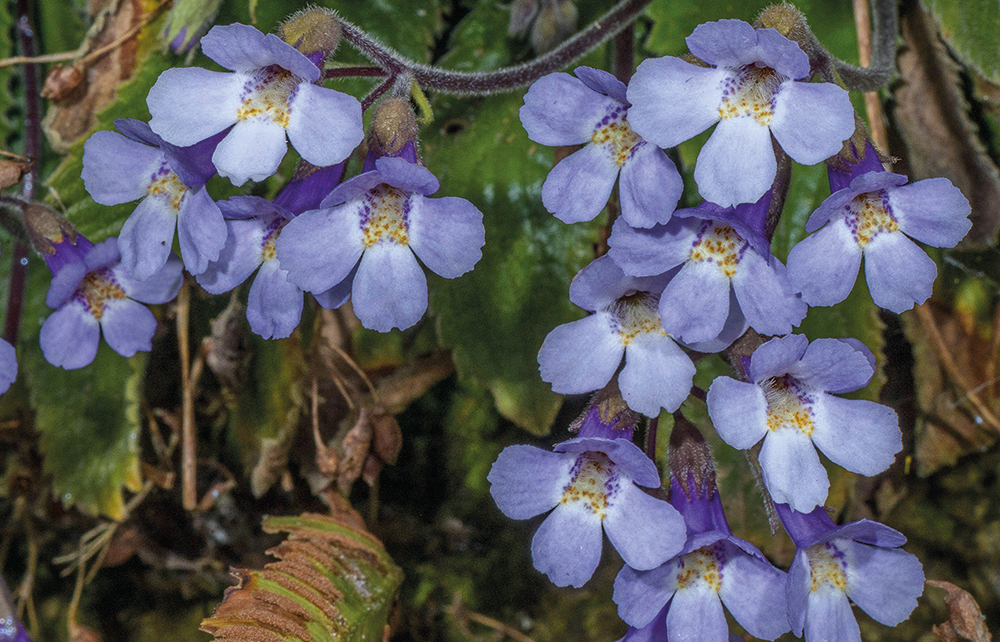 Where the wild things are | The Spectator Australia