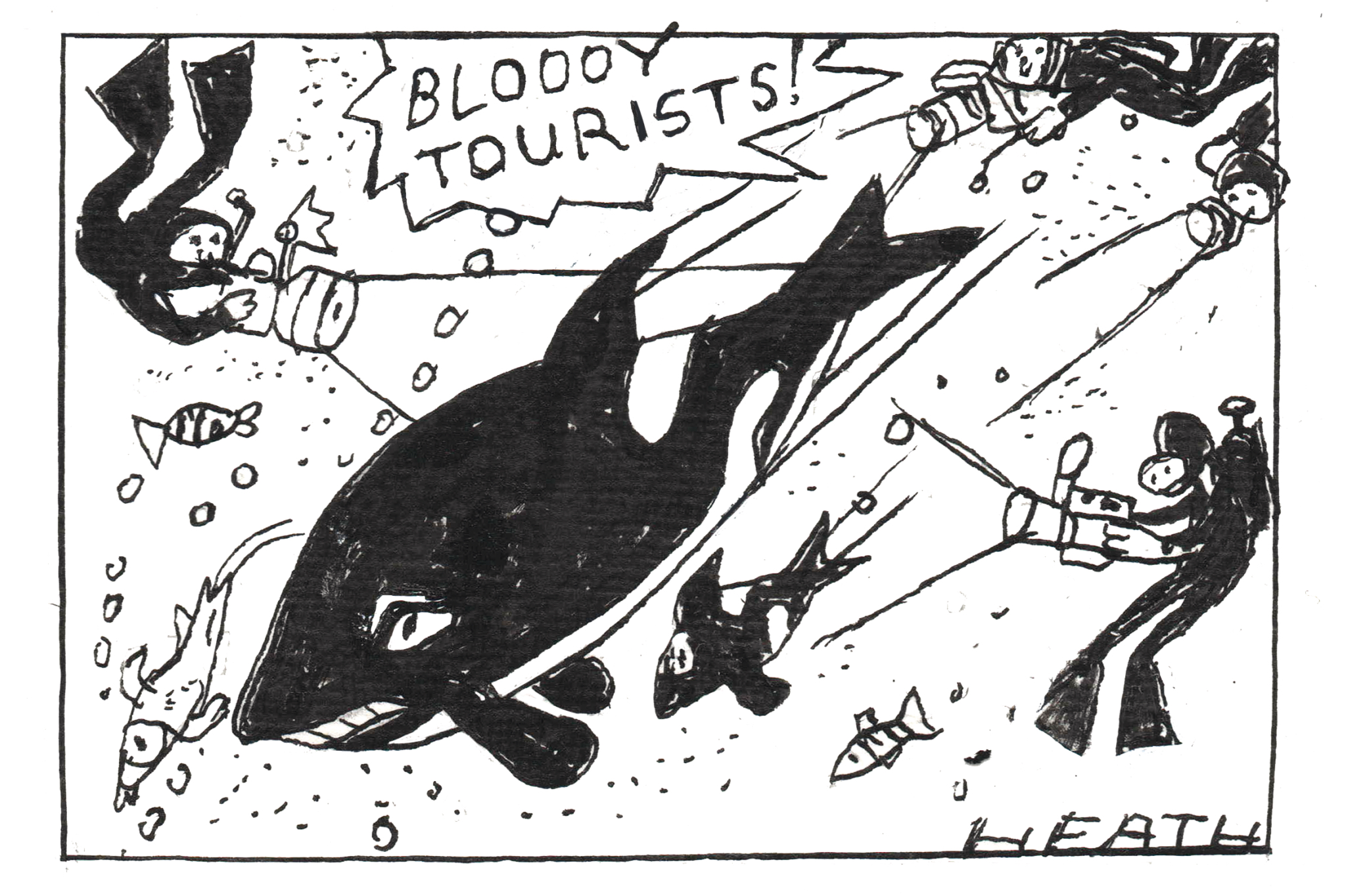 The surprising cultural life of orcas | The Spectator Australia