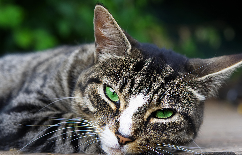 Feline mysteries | The Spectator Australia