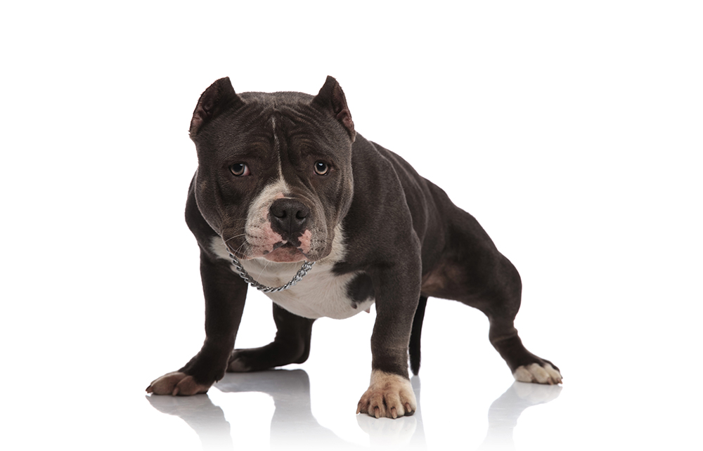 The Spectator's Notes | The Spectator Australia