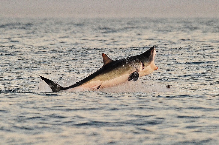 More shark attacks are inevitable | The Spectator Australia