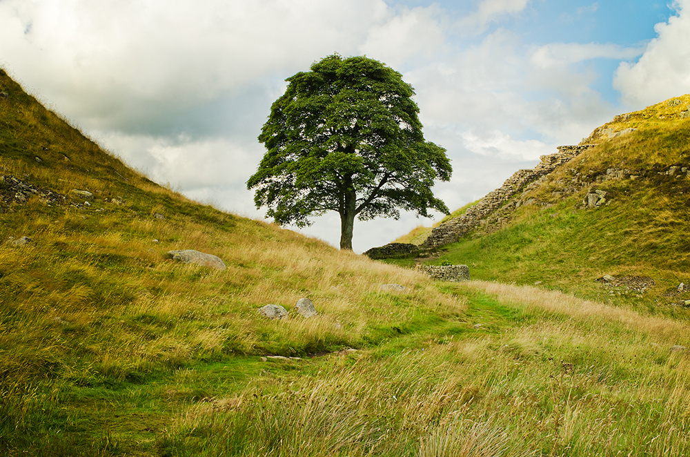 Spectator competitions: poems about the Sycamore Gap tree | The ...