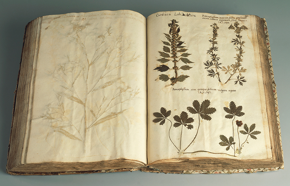 The best of this year’s gardening books | The Spectator Australia
