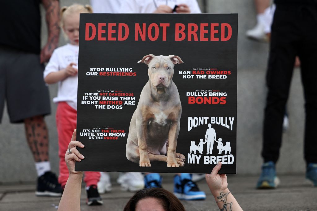 When will XL Bully defenders admit that genes matter? | The Spectator ...