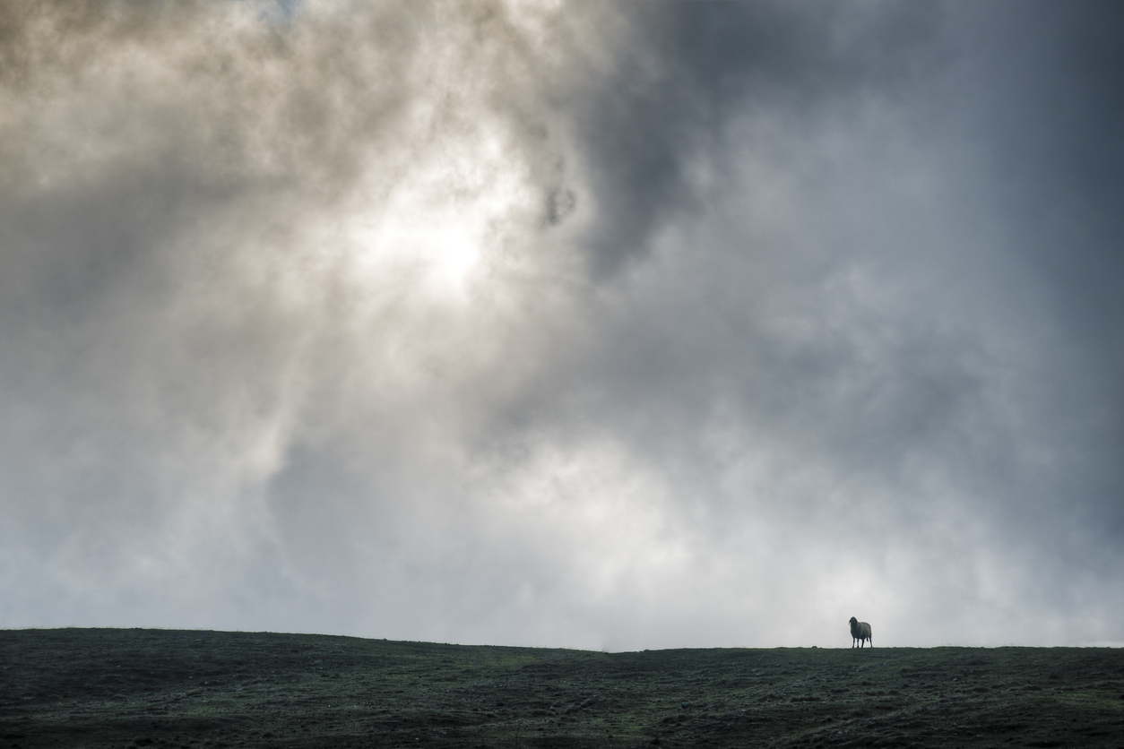 What is the loneliest life form? | The Spectator Australia