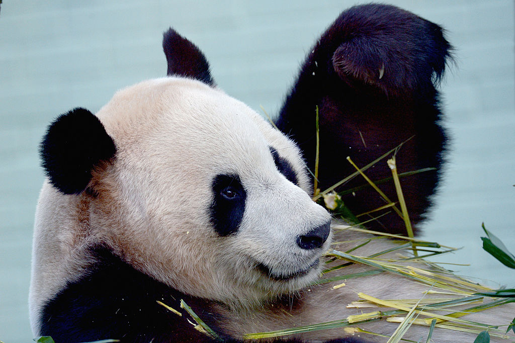 How China weaponises its cuddly giant pandas | The Spectator Australia
