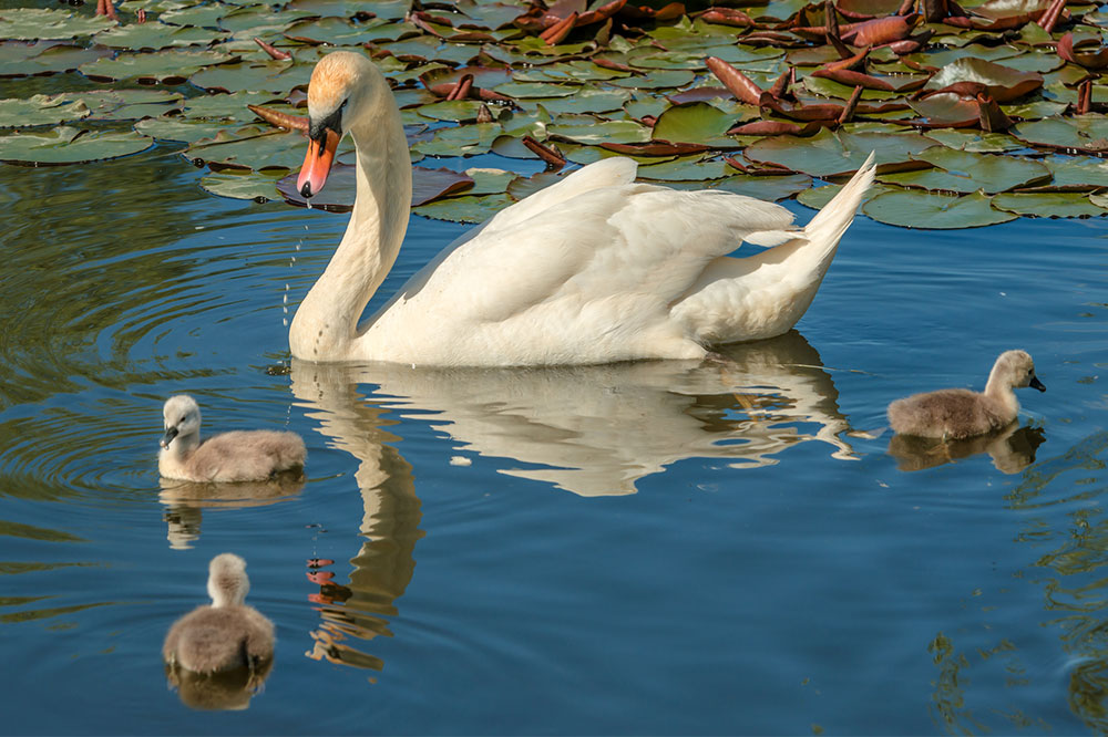 The beauty – and tragedy – of our nesting swans | The Spectator Australia