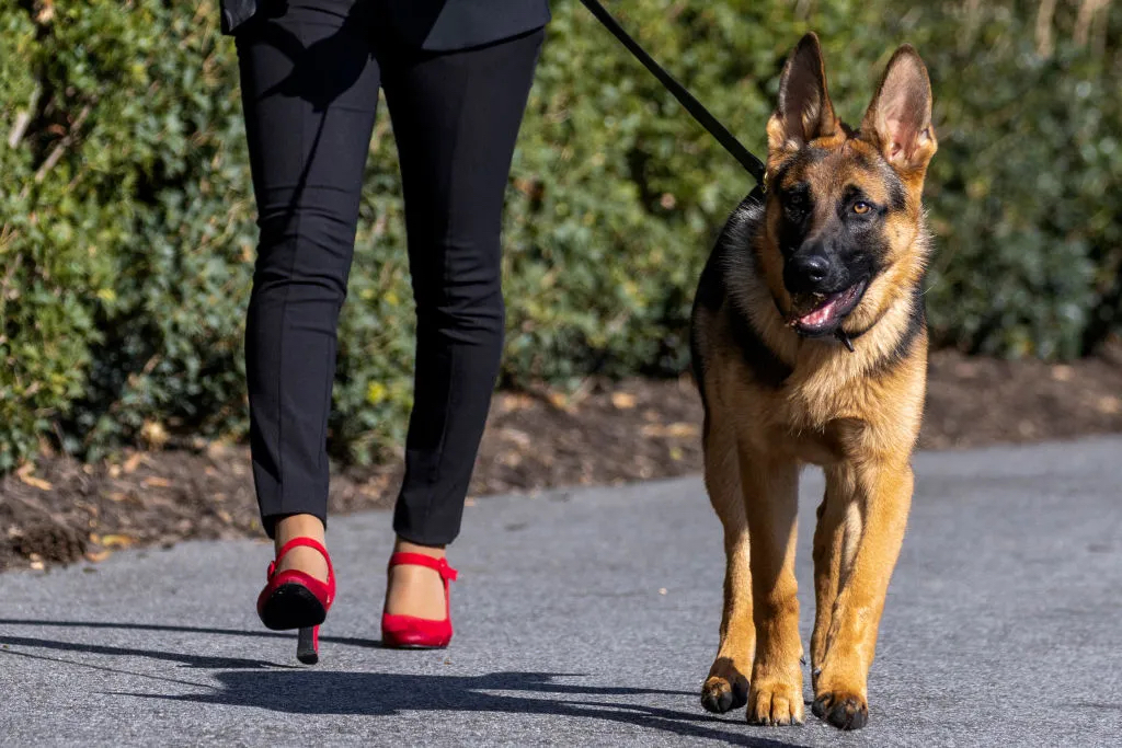 Commander’s canine reign of terror comes to a close | The Spectator ...