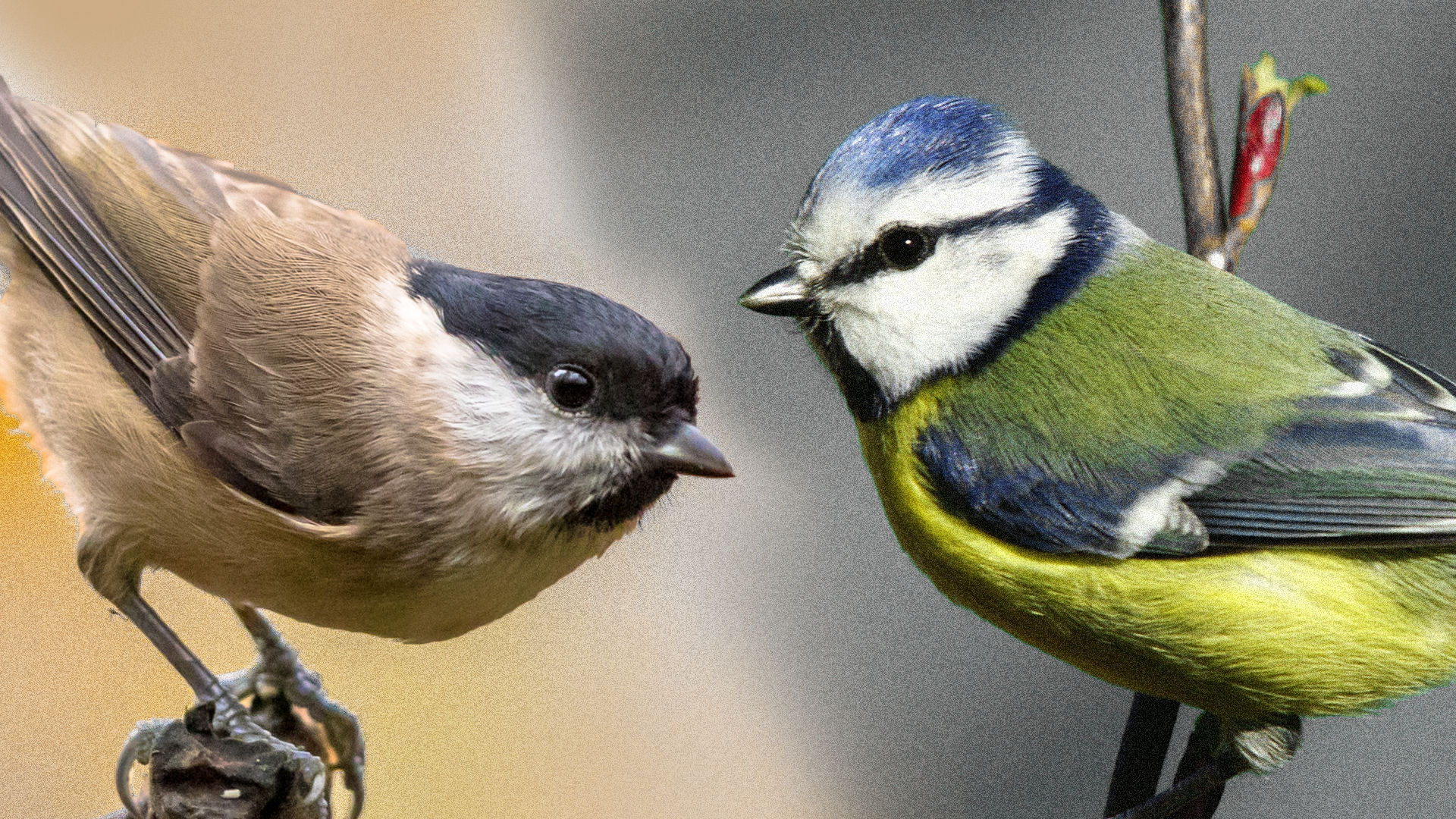 Blue tits vs willow tits: a lesson in subsidies | The Spectator Australia