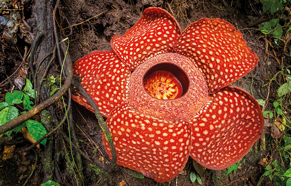 The world’s largest flower is also its ugliest | The Spectator Australia