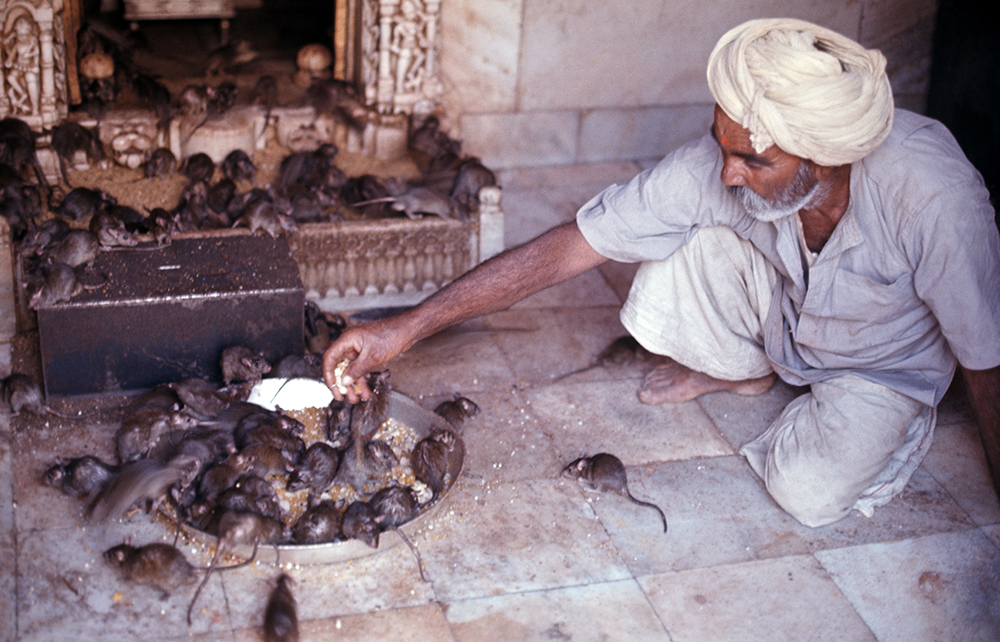 The rat as hero | The Spectator Australia