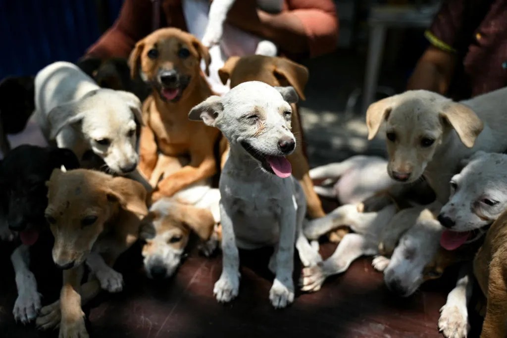 I was raised by dog breeders. Has the ASPCA got them all wrong? | The ...