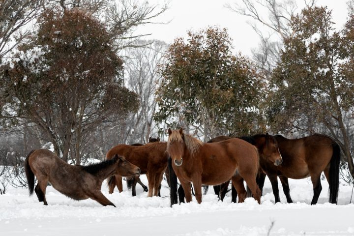 Why is Australia culling wild horses? | The Spectator Australia