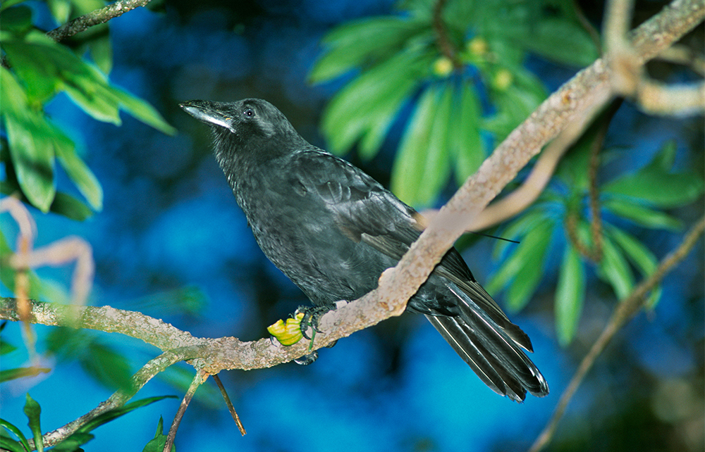 The sad history of the Hawaiian crow | The Spectator Australia