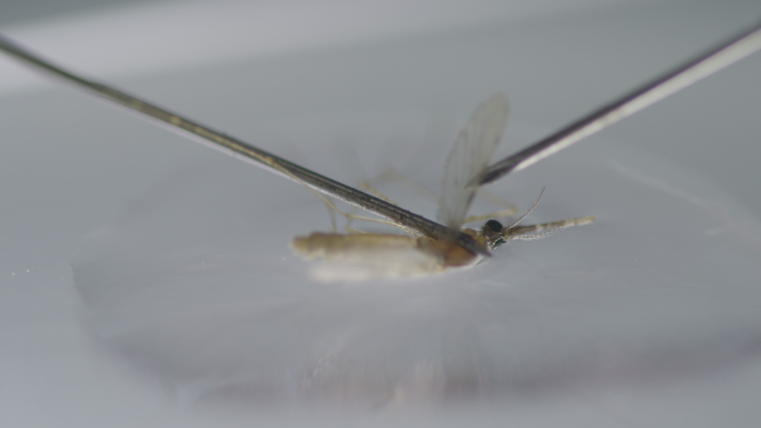 Clear, thorough and gripping: BBC2's Horizon – The Battle to Beat Malaria