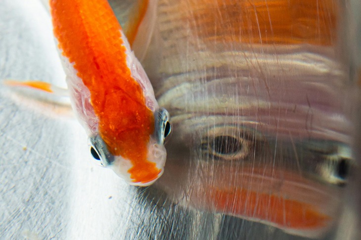 Alexandra Marshall, Author at The Spectator Australia