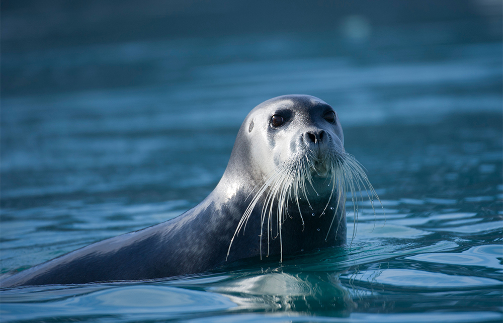 The song of the bearded seal and other marvels | The Spectator Australia