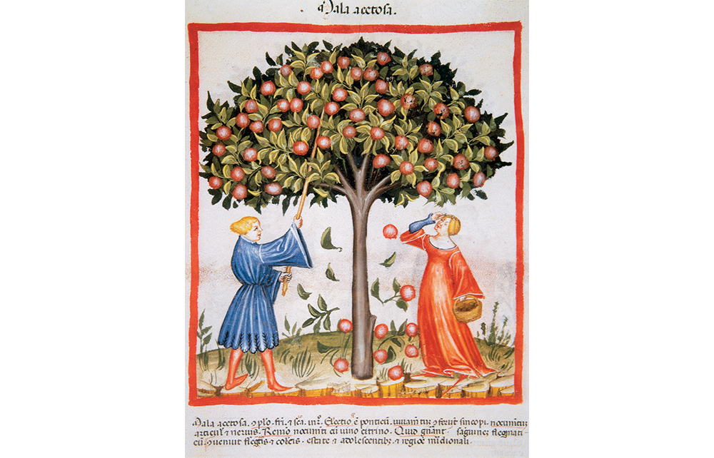 The juicy history of the apple | The Spectator Australia